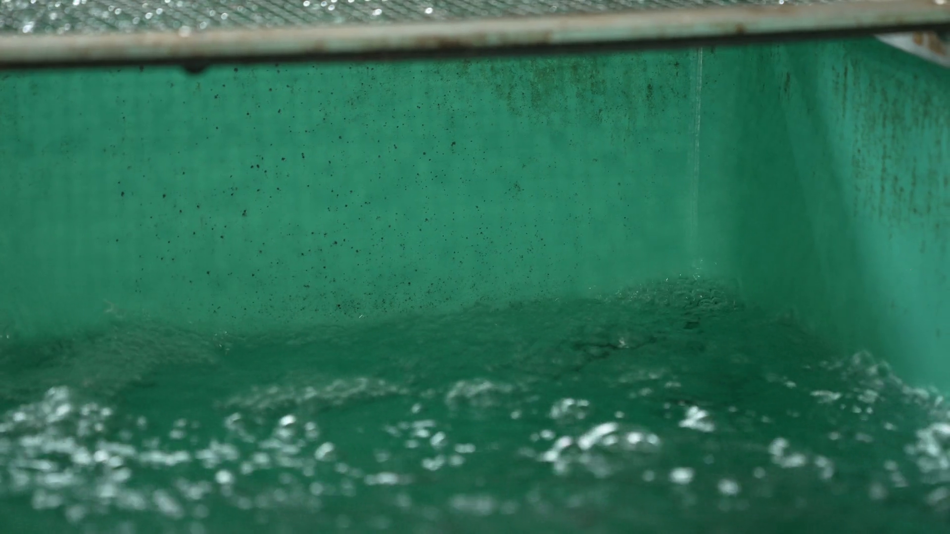 Kokanee Salmon Fingerlings At Fish Hatchery Stock Footage SBV-348409264 ...
