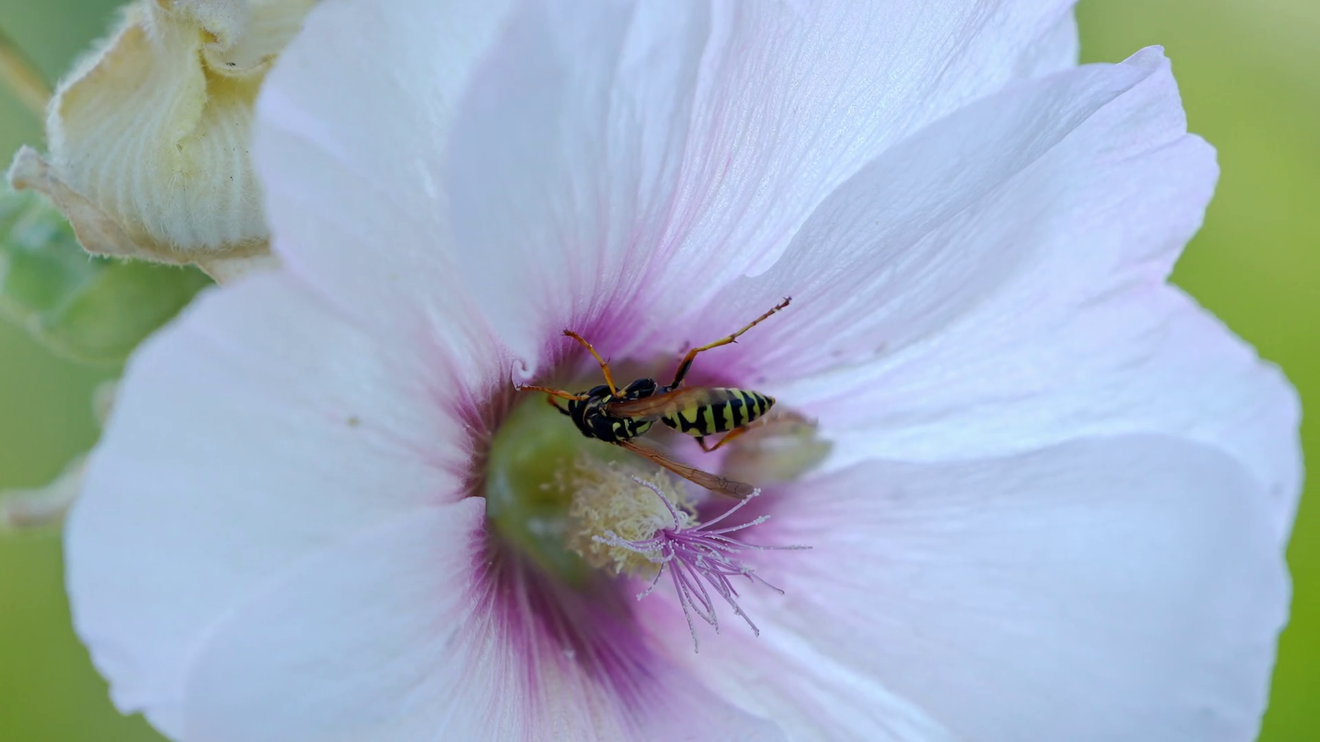 Wasp Crawling On Hollyhock Flower Stock Footage SBV-347797183 - Storyblocks
