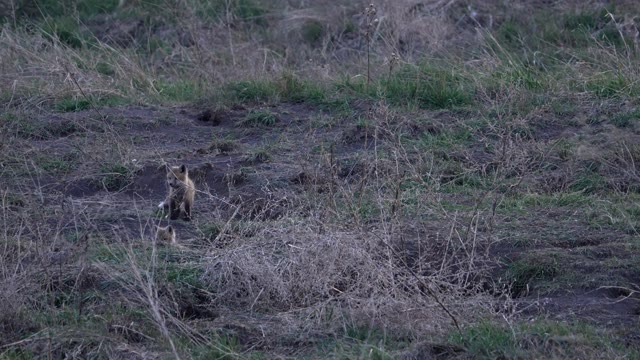 Spooked Animals Stock Footage: Royalty-Free Video Clips - Storyblocks