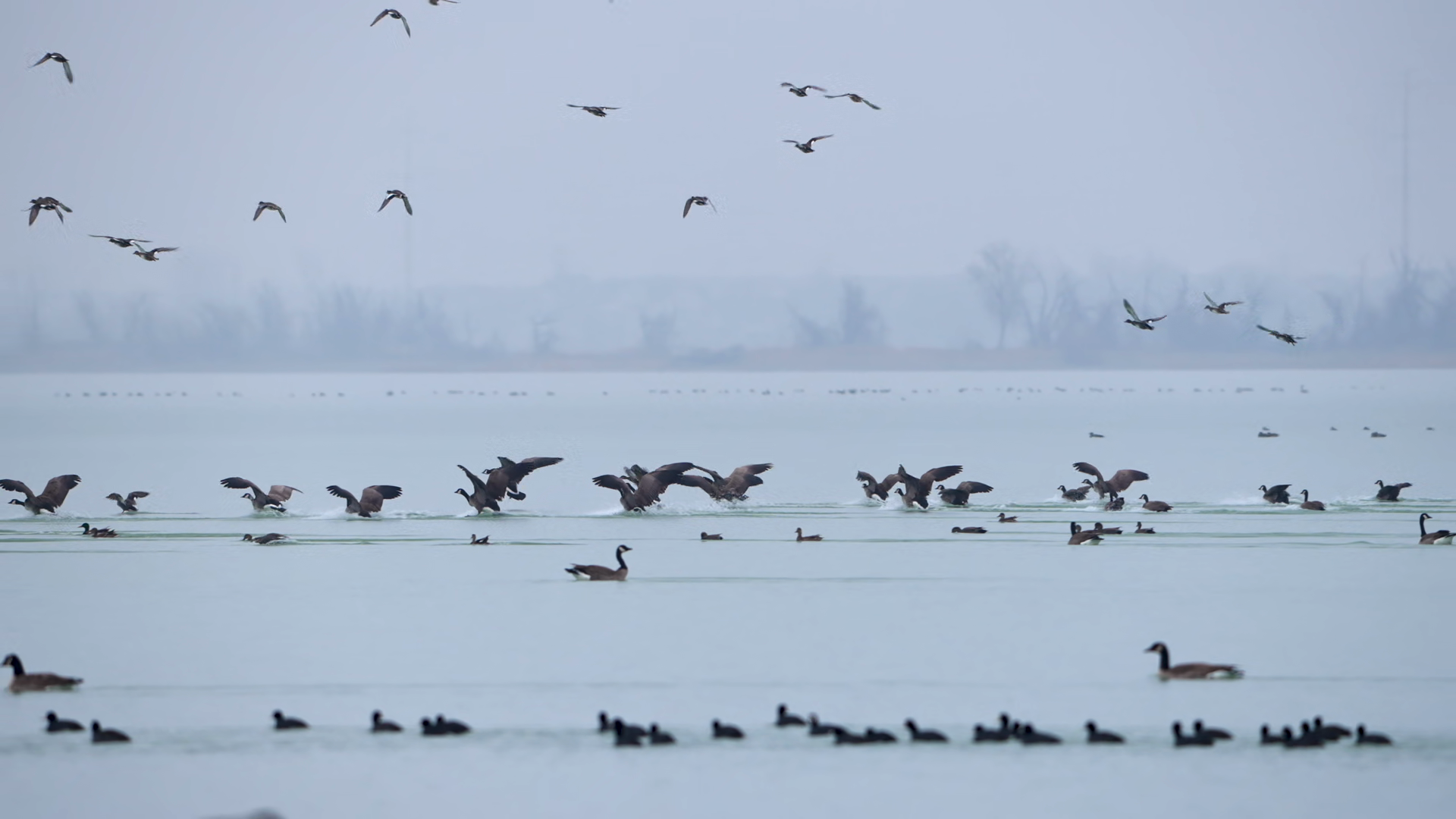 Geese Ducks Flying In To Land At Utah Lake Stock Footage SBV-353622558 ...
