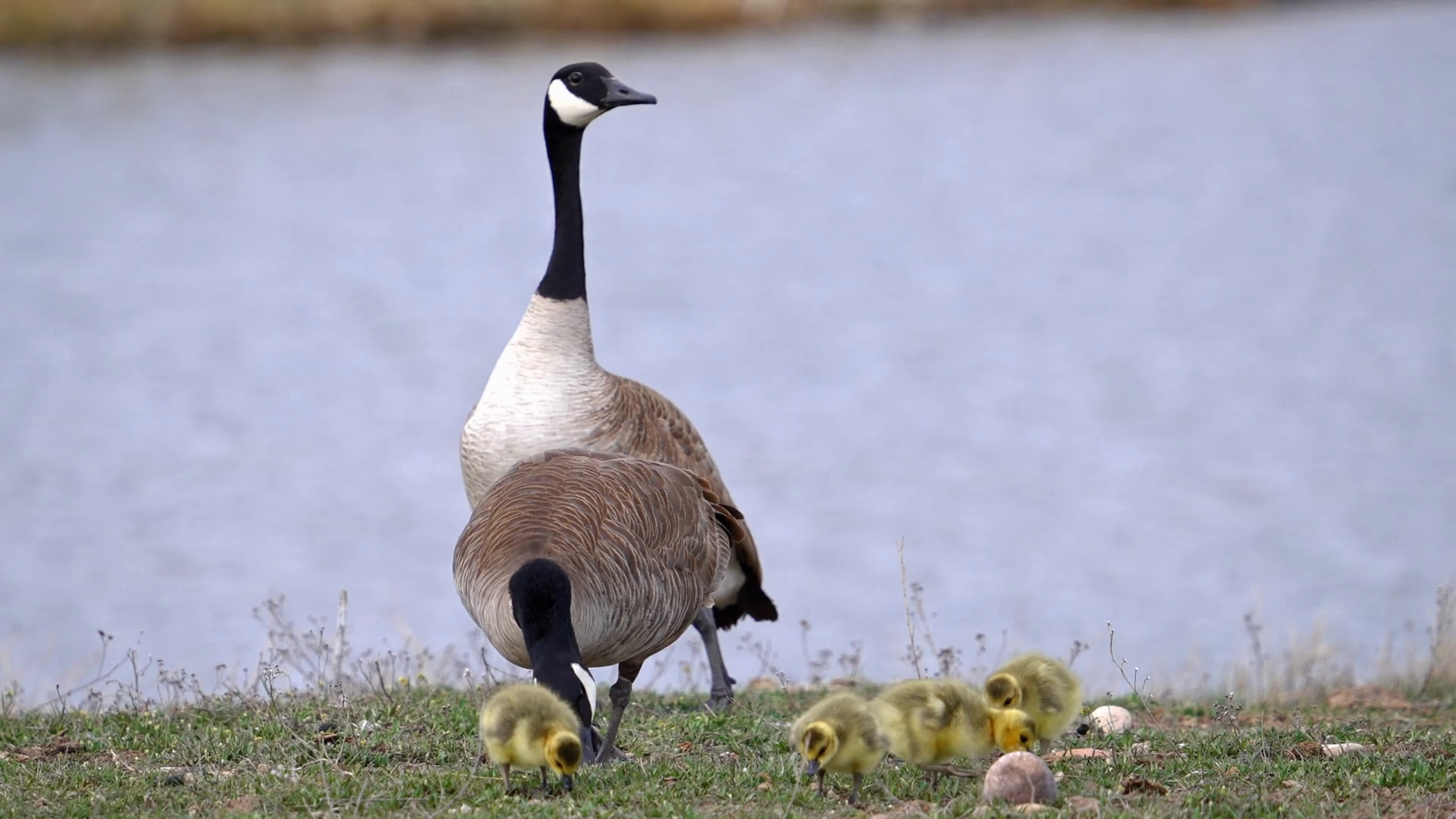 Canada Goose Pair With Gosling Chicks Near Stock Footage SBV-348402224 ...