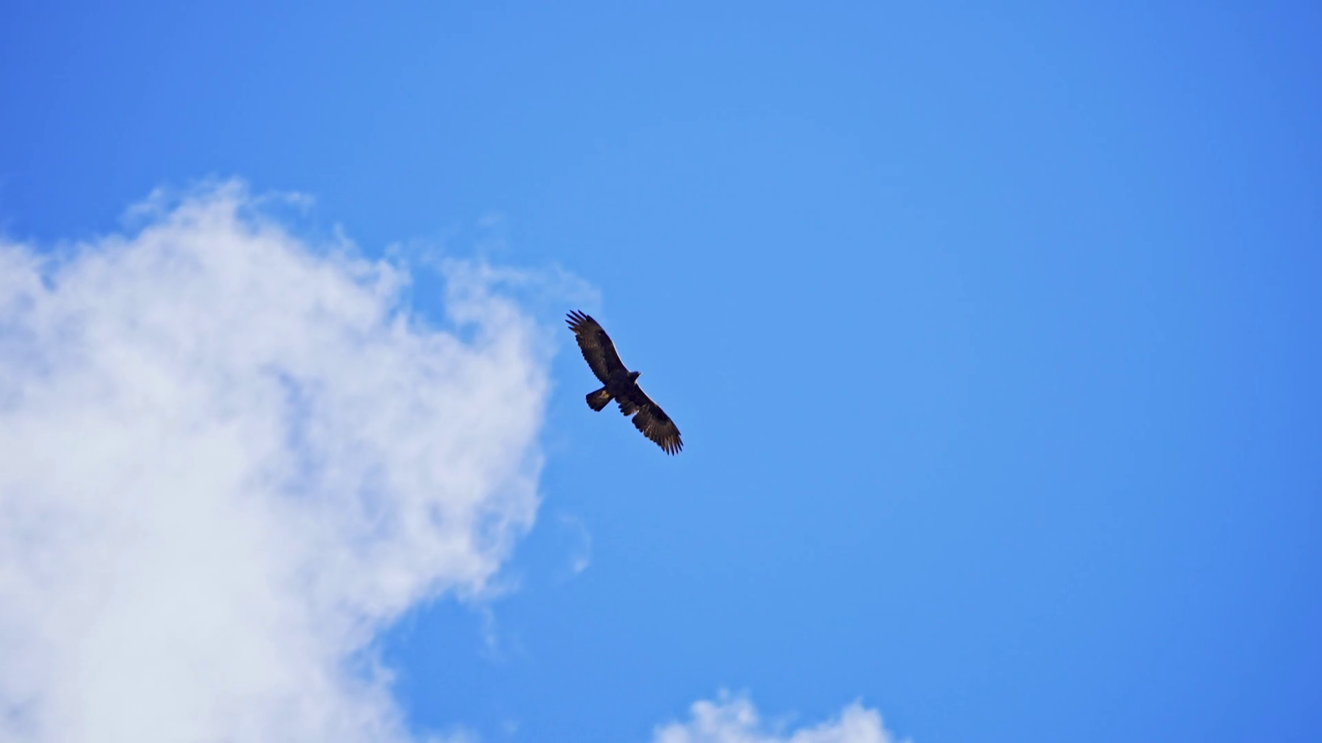 Golden Eagle Soaring Through Blue Sky Stock Footage SBV-348589174 ...