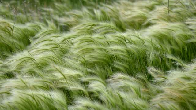 Kneel Grass Stock Footage: Royalty-Free Video Clips - Storyblocks