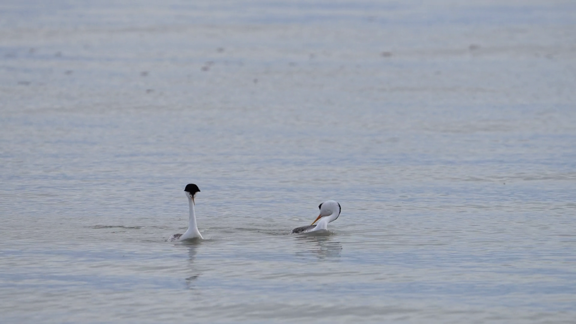 Western Grebe Pair Head Bobbing With During Stock Footage SBV-351996355 ...