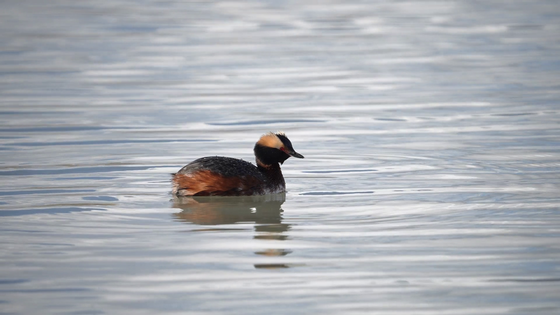 Horned Grebe Diving Underwater In Utah Lake Stock Footage SBV-348410433 ...
