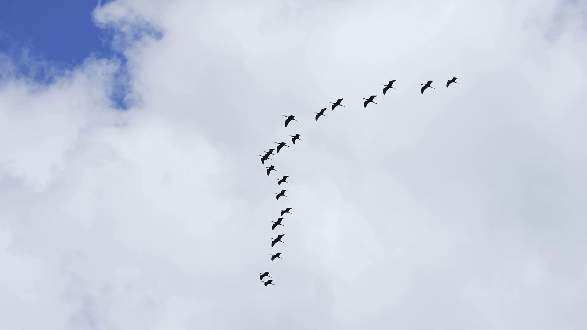Flock Of Ibis Flying Through Sky Past Clouds Stock Footage SBV ...