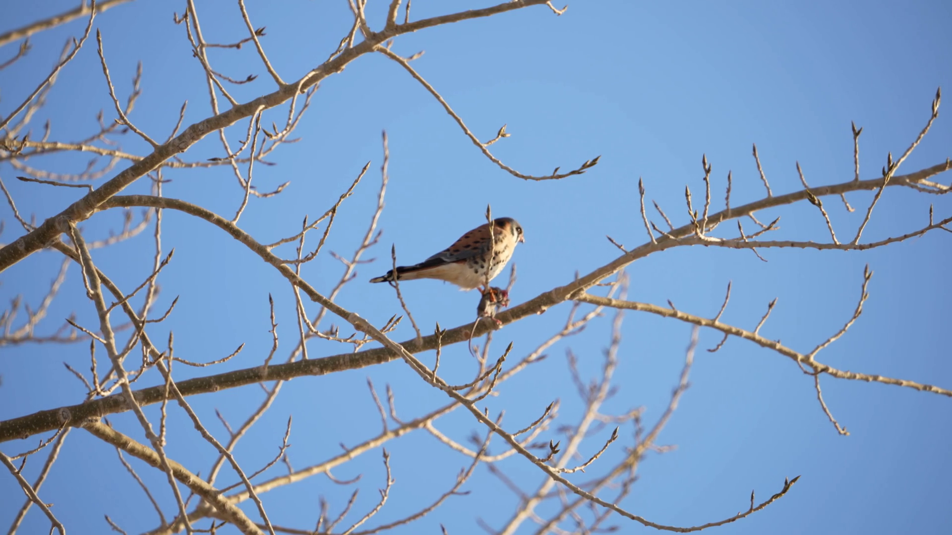 American Kestrel Grabbing Mouse In Beak Stock Footage SBV-348402563 ...