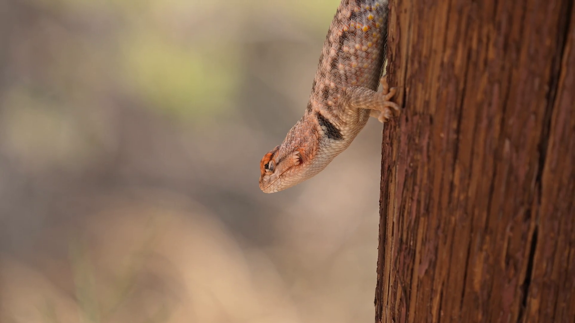 Spiny Lizard Hanging On Fence Post Running Stock Footage SBV-348402585 ...