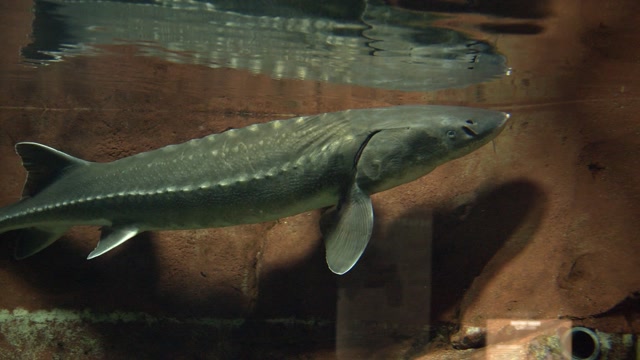 Sturgeon Fish Stock Footage: Royalty-Free Video Clips - Storyblocks