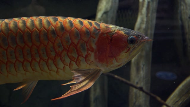 Snake Head Fish Stock Footage: Royalty-Free Video Clips - Storyblocks