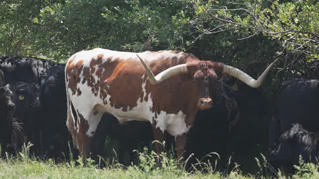 Cow Tail Stock Footage: Royalty-Free Video Clips - Storyblocks
