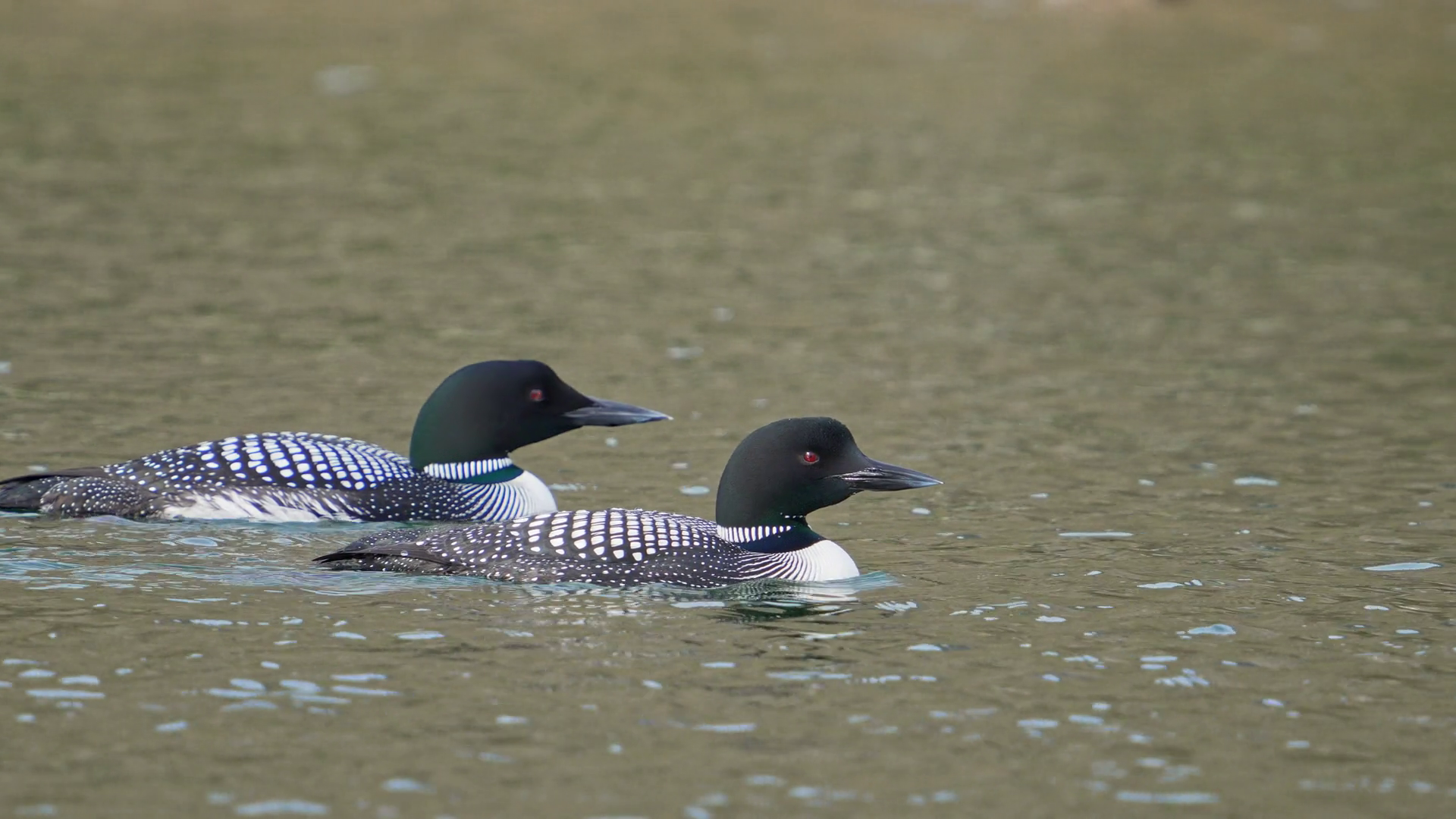 Two Loons Swimming On Pond Migrating Through Stock Footage SBV ...