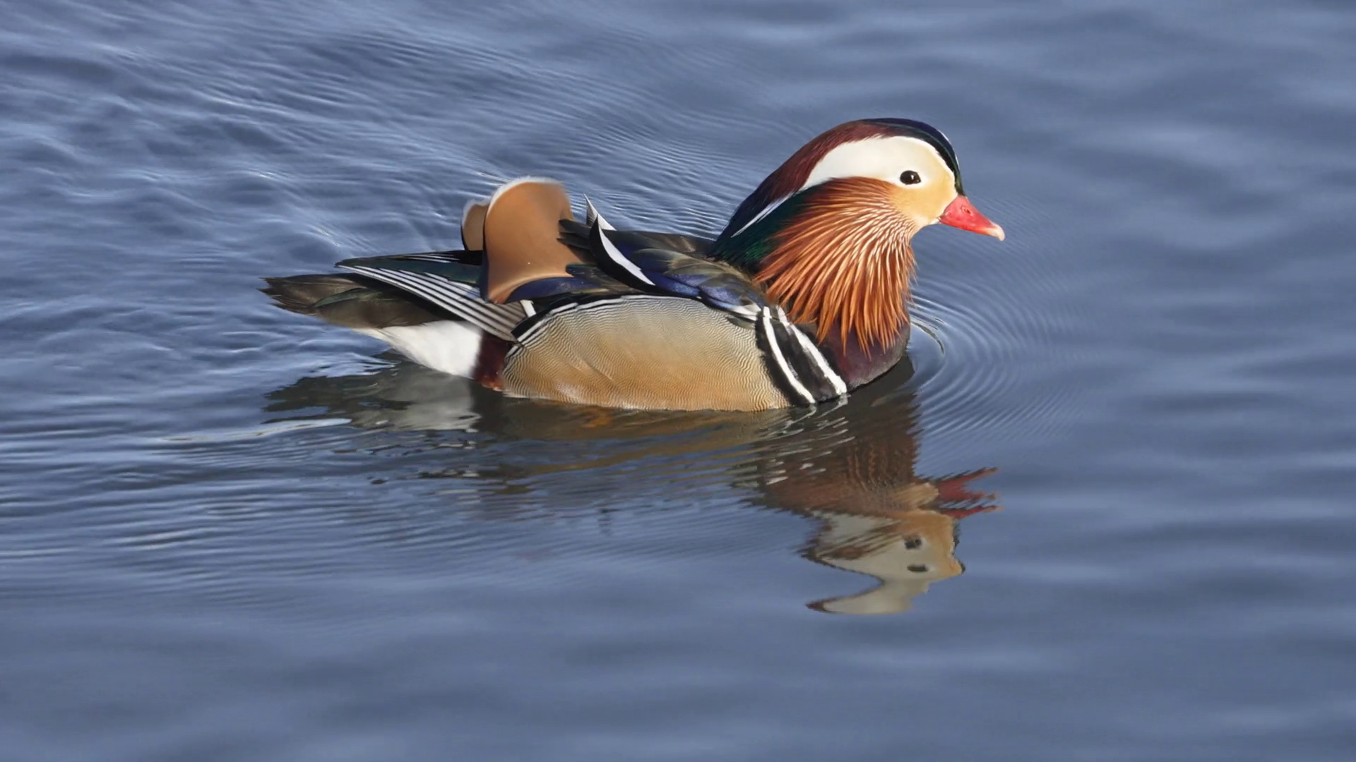 Mandarin Duck Drake Looking At Reflection Stock Footage SBV-348411989 ...