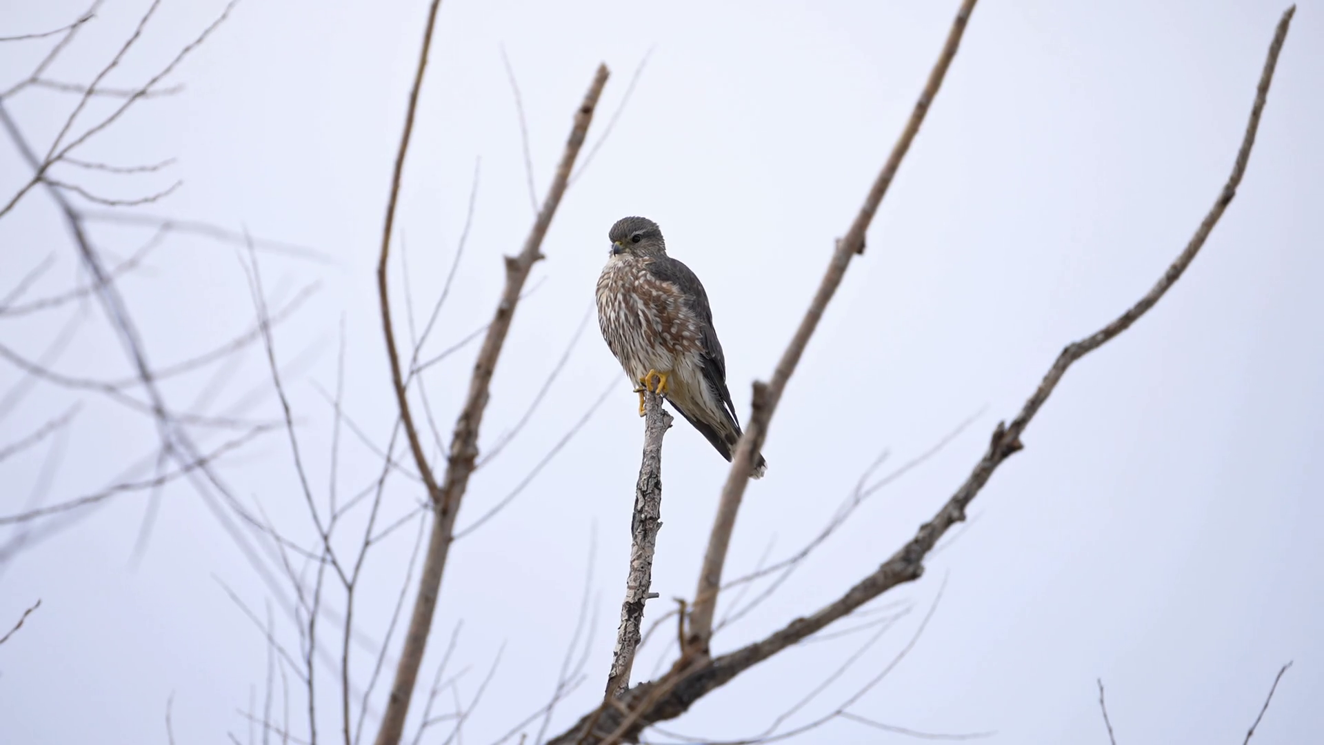 Merlin Perched In Tree Looks Around Hunting Stock Footage SBV-348412070 ...