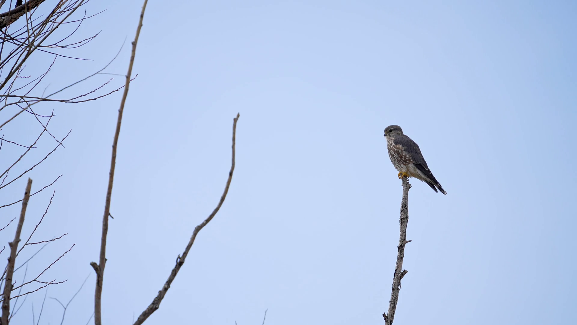 Merlin Perched On Branch Hunting From Tree Stock Footage SBV-348412071 ...