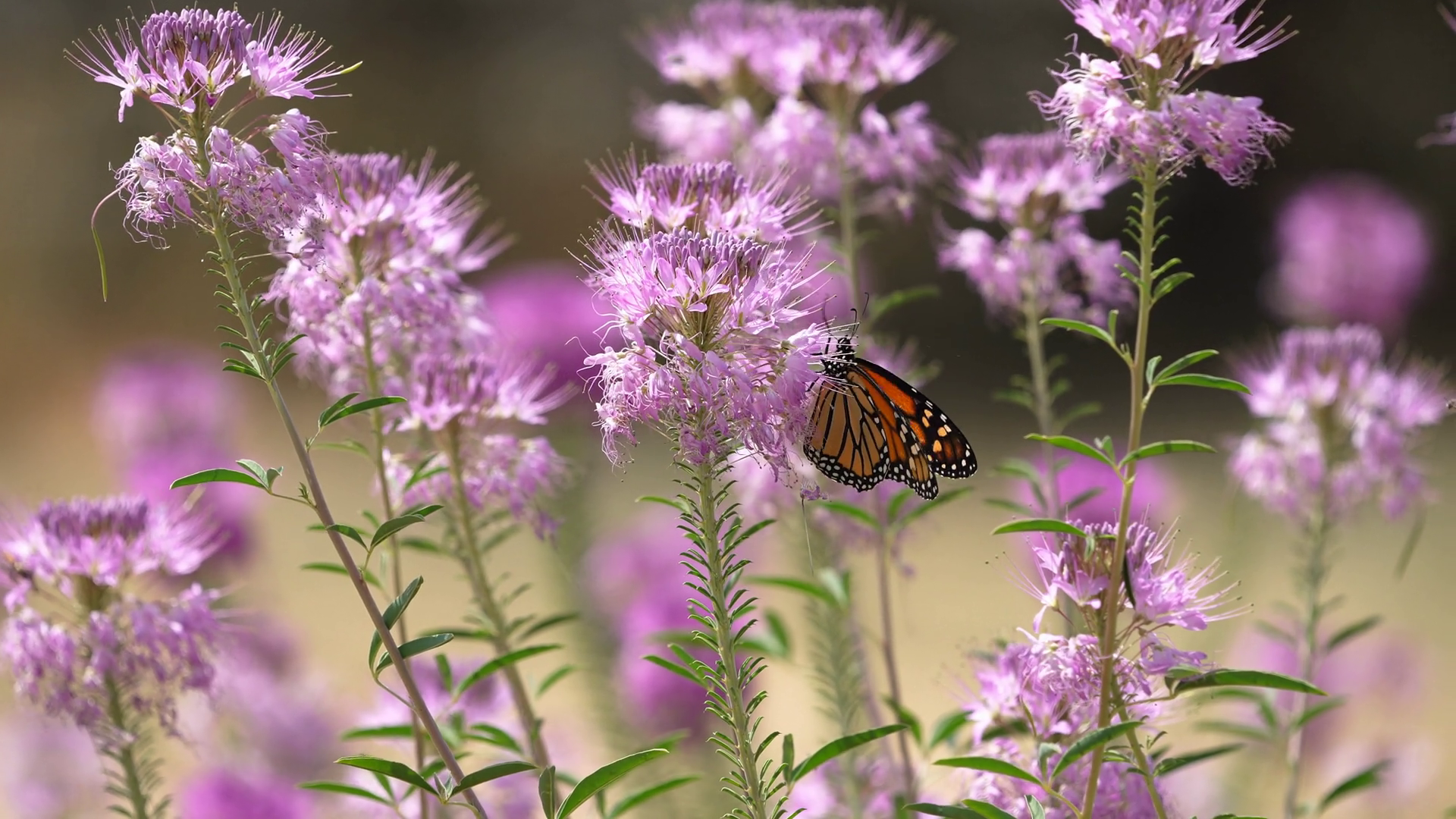 Monarch Butterfly Collecting Nectar From Stock Footage SBV-352665856 ...