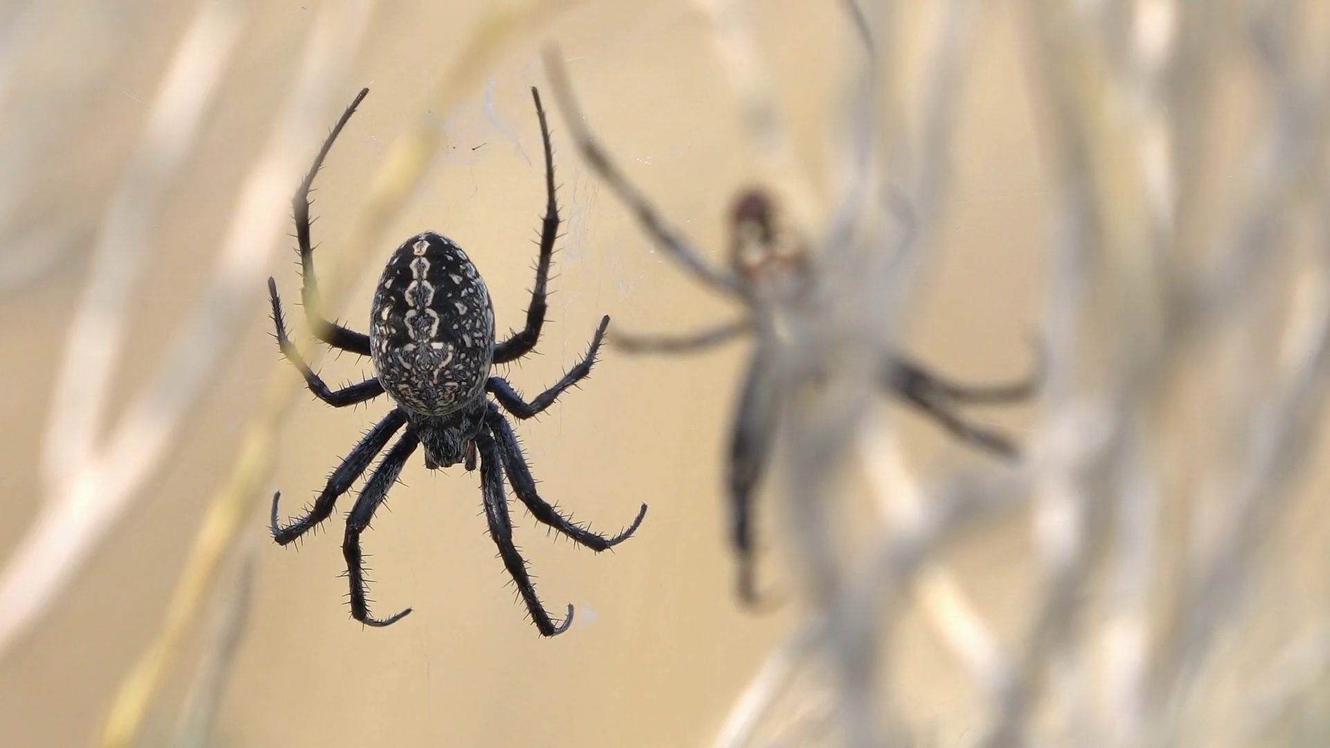 View Of Two Spiders Blowing In Breeze Hang Stock Footage SBV-348662632 ...