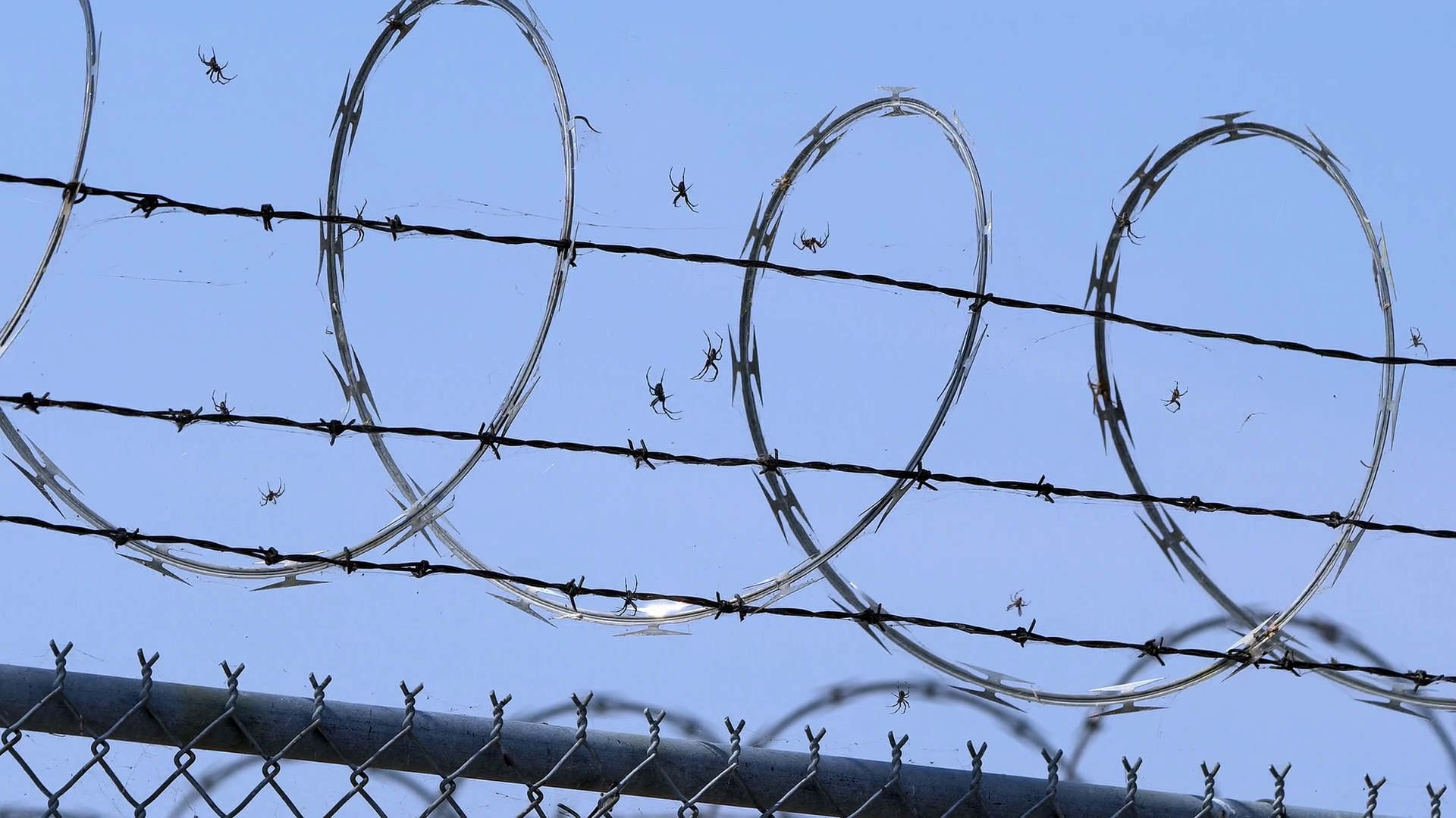 Panning View Of Razor Wire On Barbed Wire Stock Footage SBV-348662637 ...