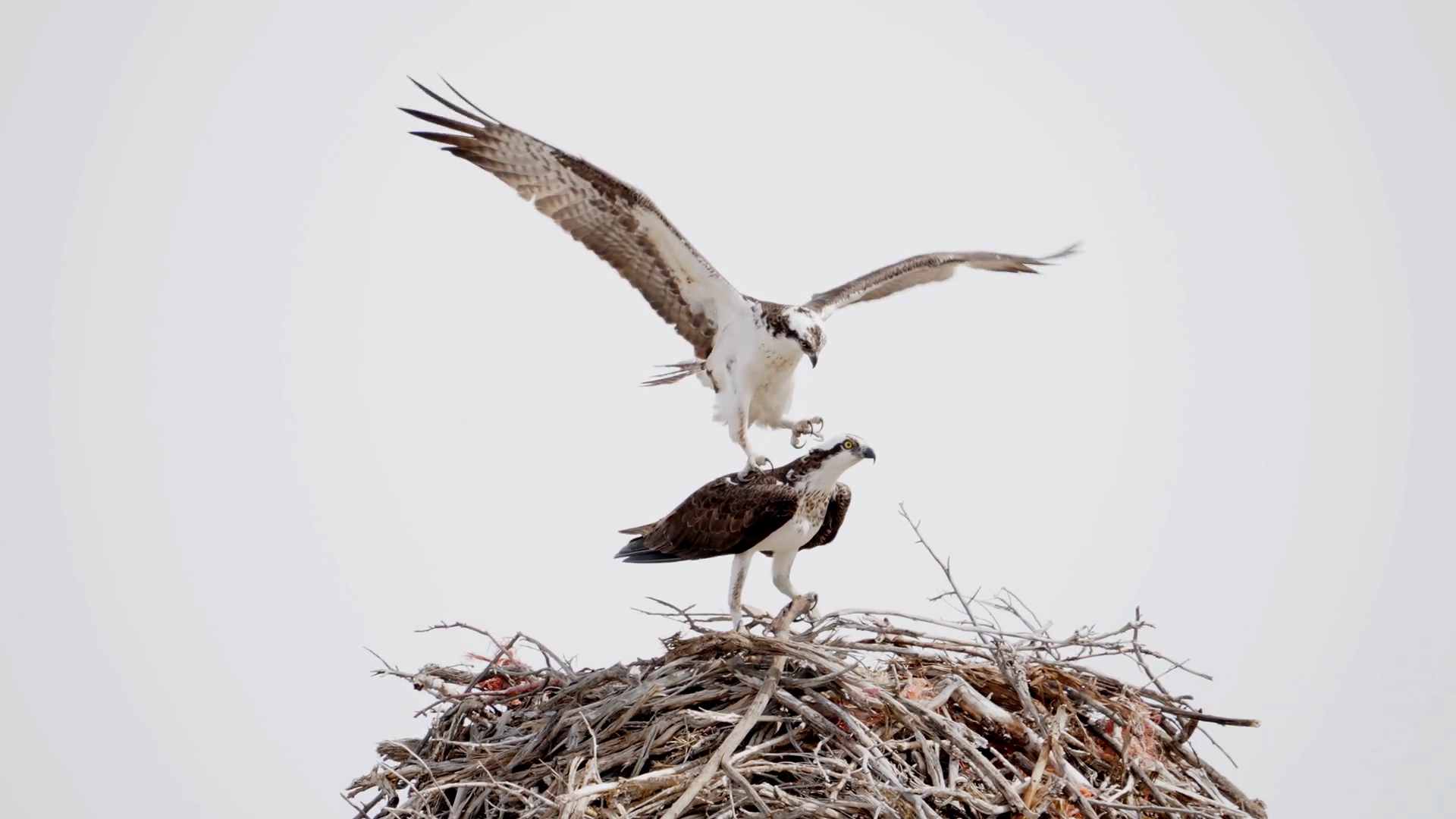 Osprey Taking Flight From Nest Court Other Stock Footage SBV-348412079 - Storyblocks