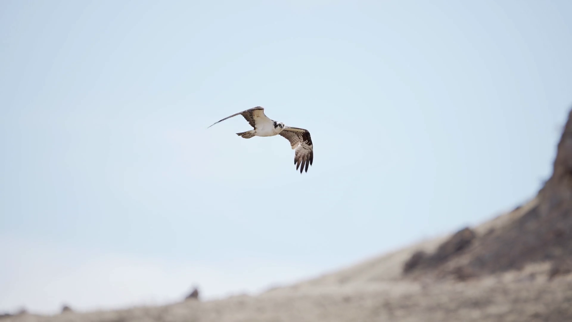 Osprey Flying Low To Ground In Slow Motion Stock Footage SBV-348412082 ...