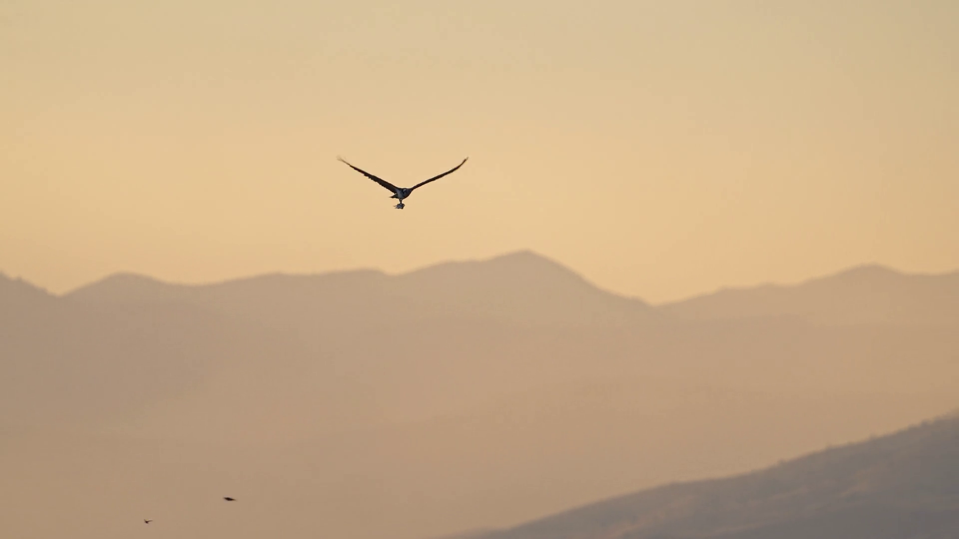 Osprey Flying At Sunset Carrying Fish Caught Stock Footage SBV ...