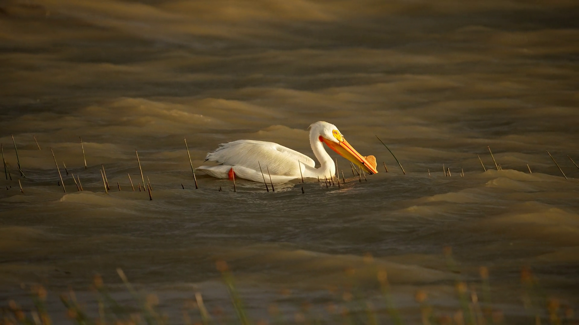 Pelican Dunking Head Underwater Waves Blow Stock Footage SBV-348412160 ...