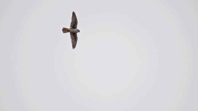 Something Moving Swiftley Stock Footage: Royalty-Free Video Clips ...