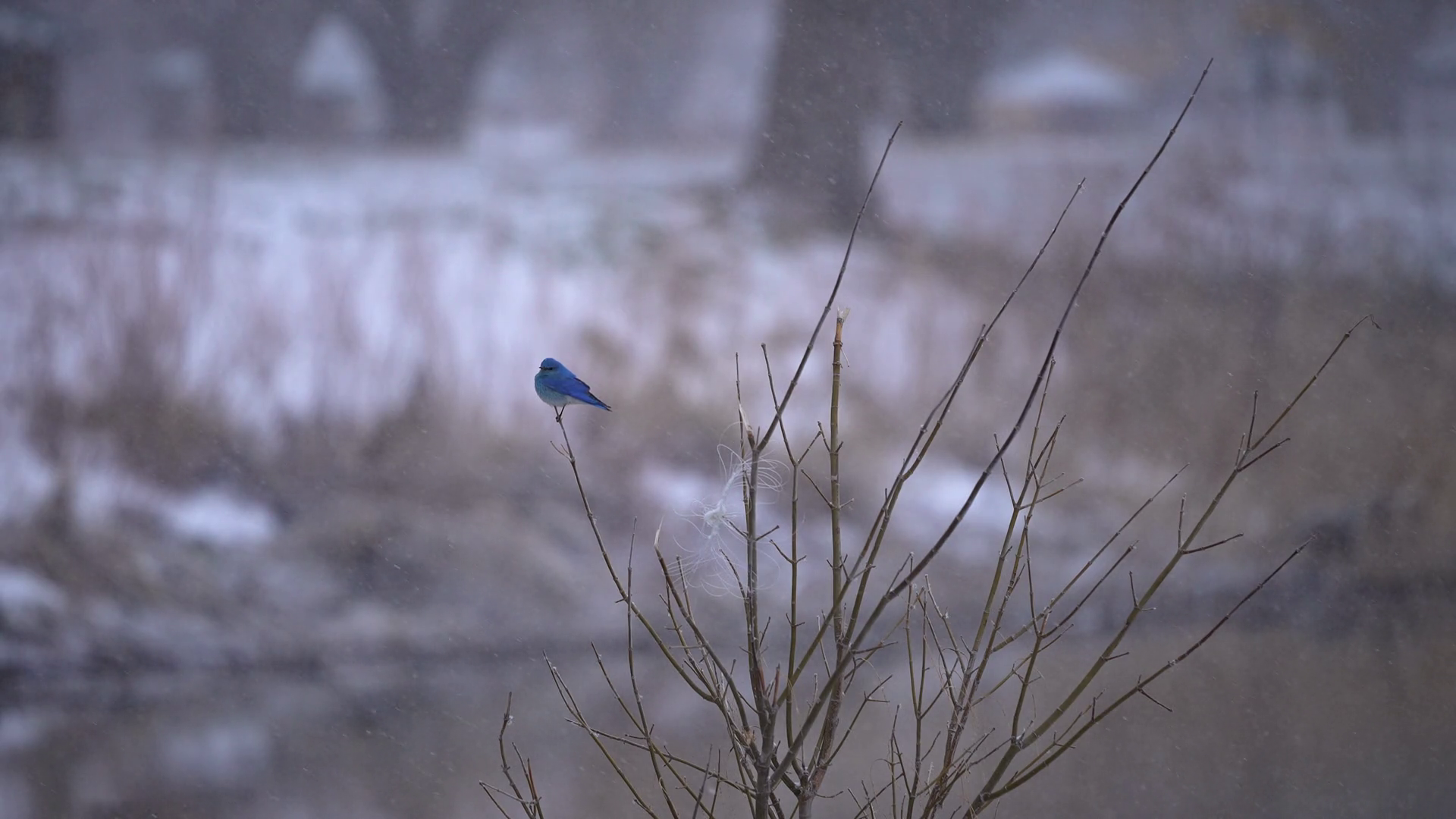 Mountain Bluebird Taking Flight From Branch Stock Footage SBV-348412300 ...