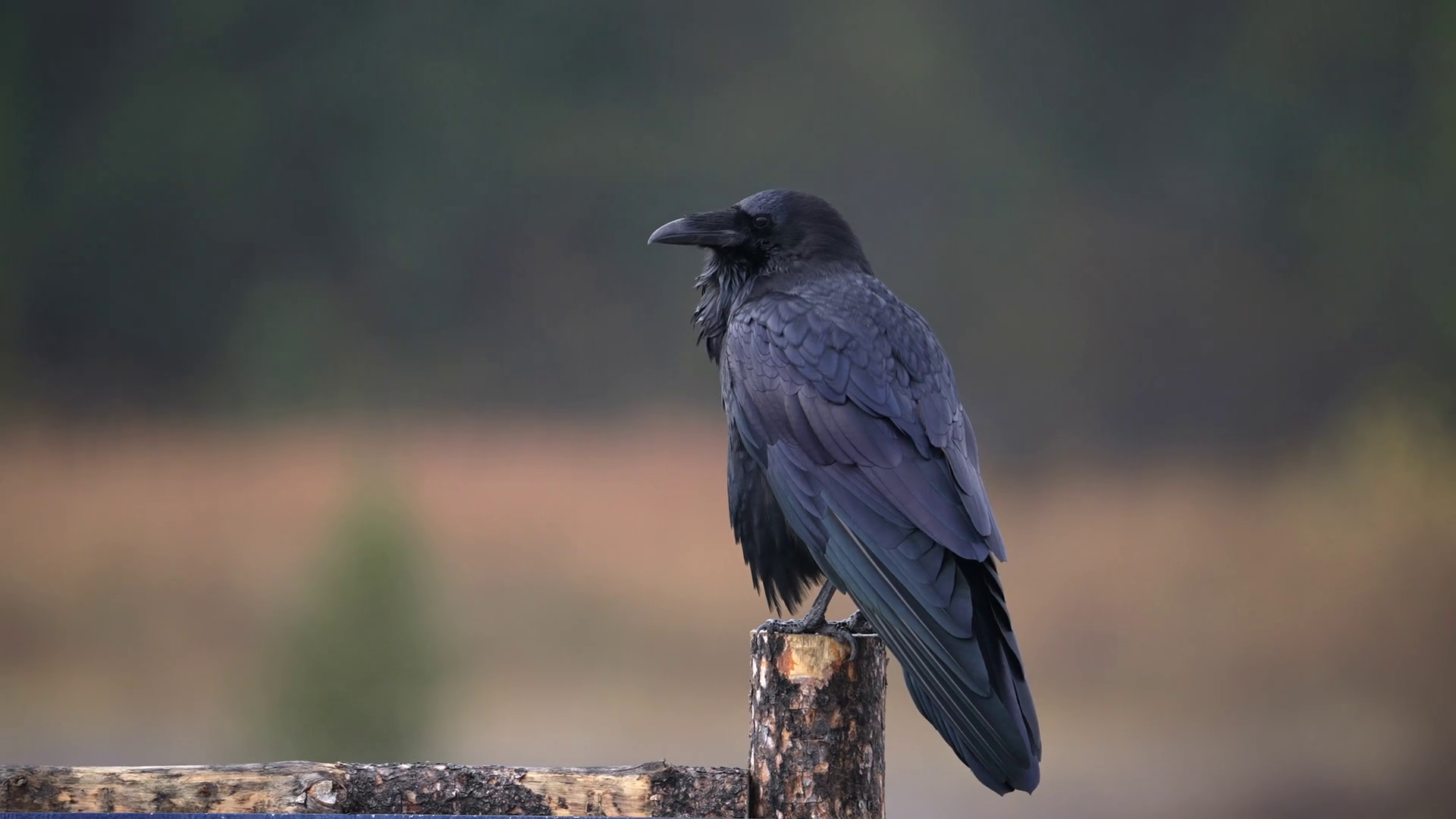 Raven Sitting On Pole Shakes Feathers In Stock Footage SBV-348590358 ...