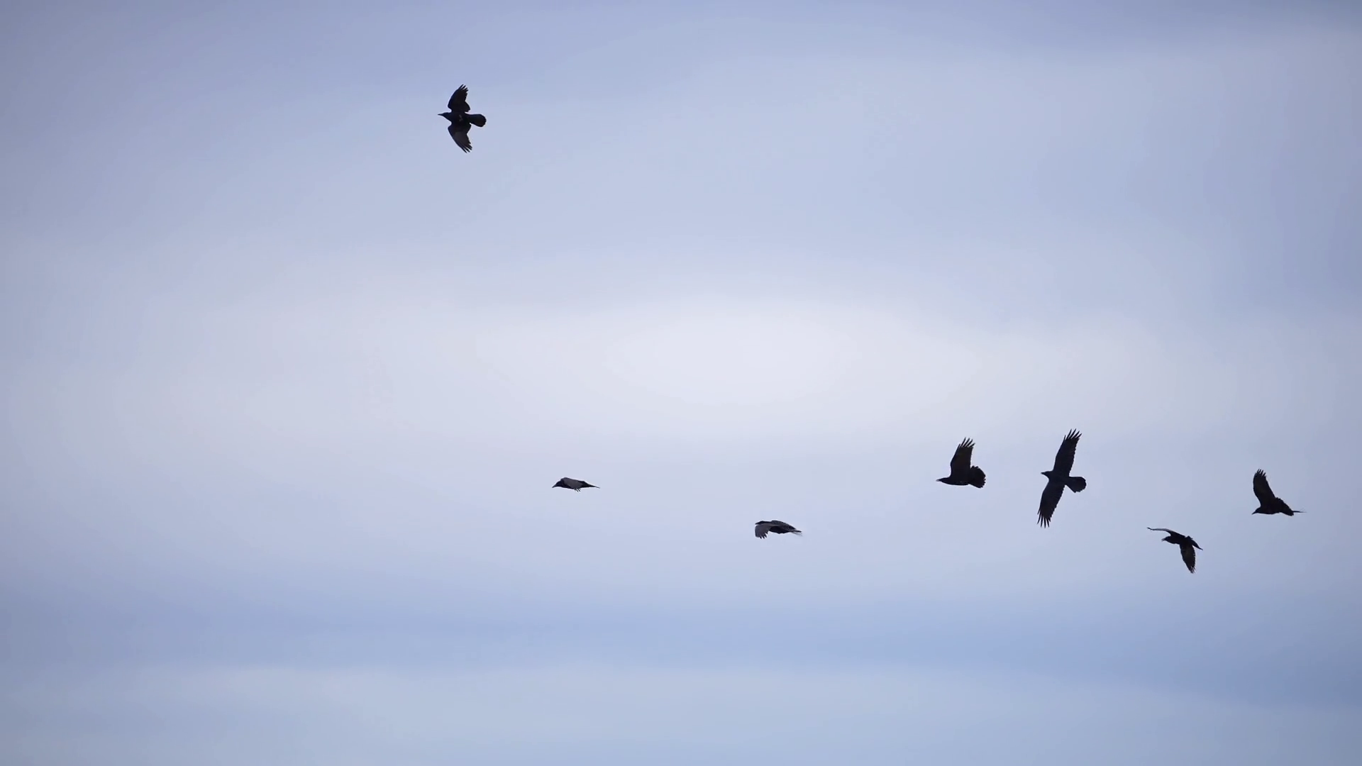 Ravens Flying Around In Sky On Cloudy Day In Stock Footage SBV ...