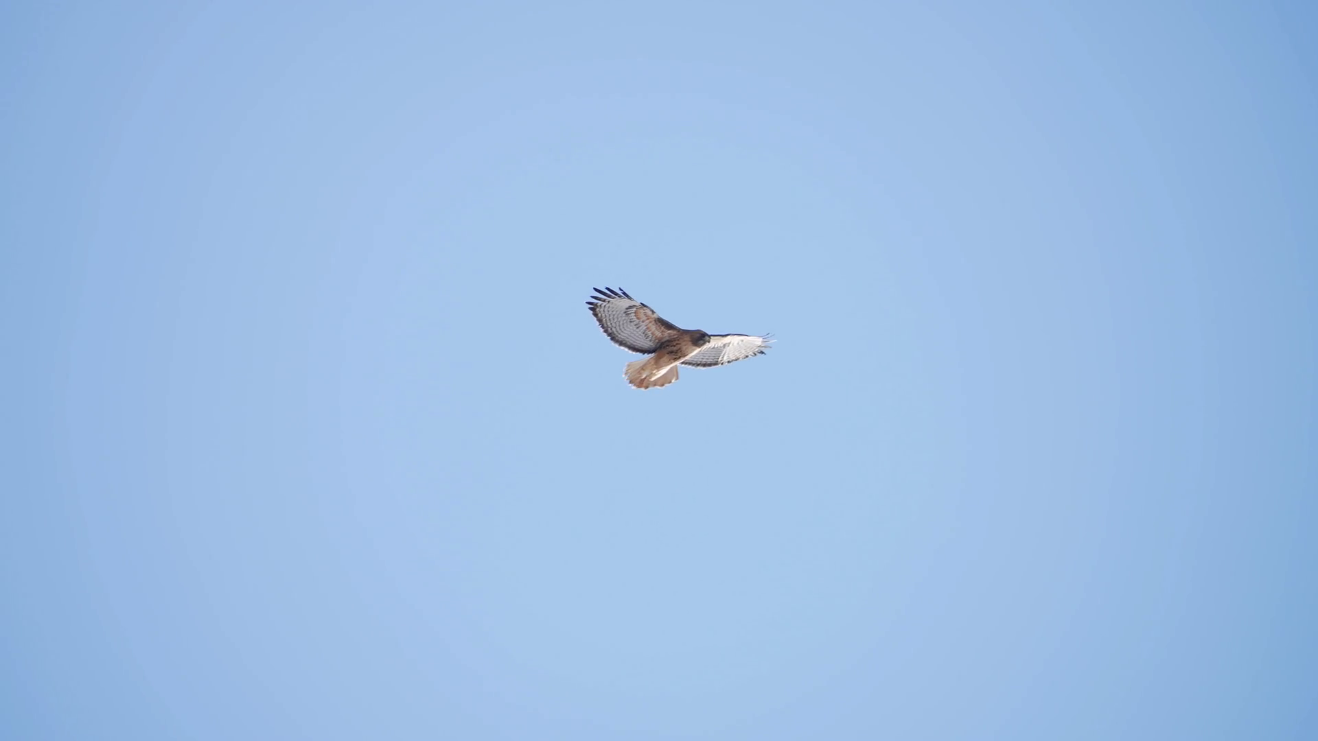 Red-tailed Hawk Soaring Through Sky Moving Stock Footage SBV-348412312 ...