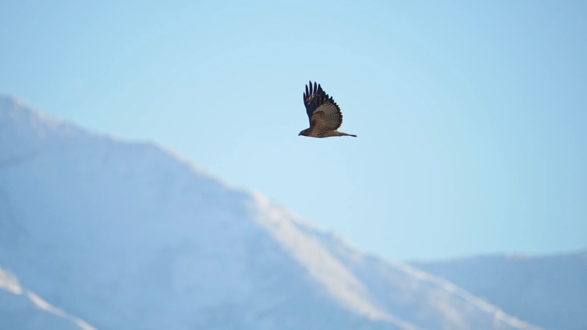 Red-tailed Hawk Flying Through Sky With Snow Stock Footage SBV ...