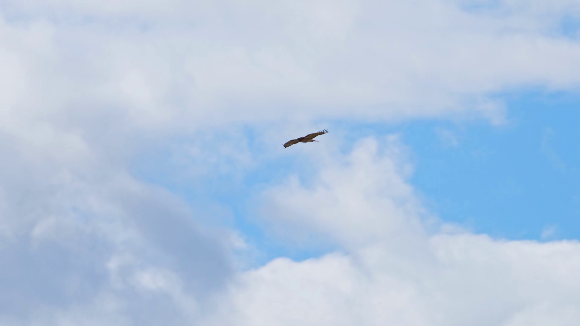 Red-tailed Hawk Gliding Through Sky Against Stock Footage SBV-348794772 ...