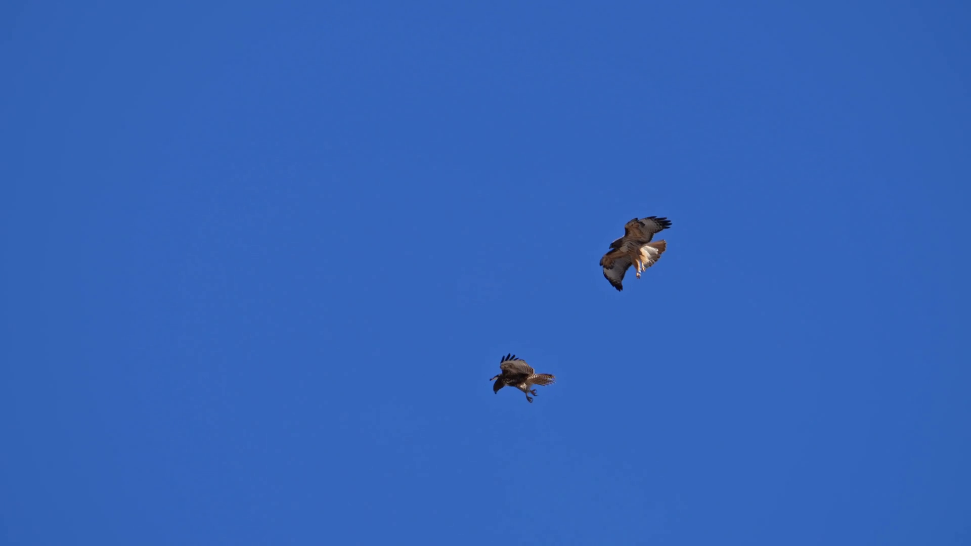 Juvenile Adult Red-tailed Hawks Flying Stock Footage SBV-348794776 ...