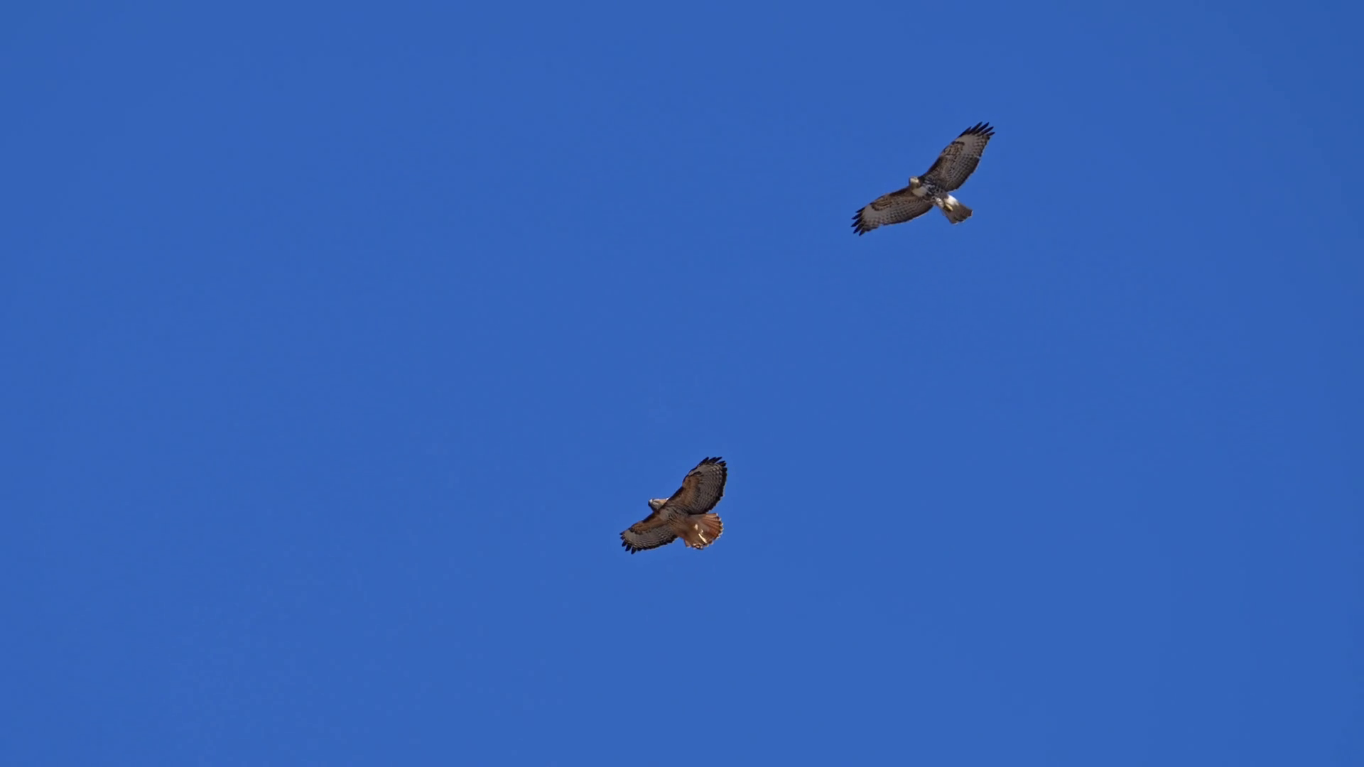Juvenile Adult Red-tailed Hawks Flying Stock Footage SBV-348794777 ...