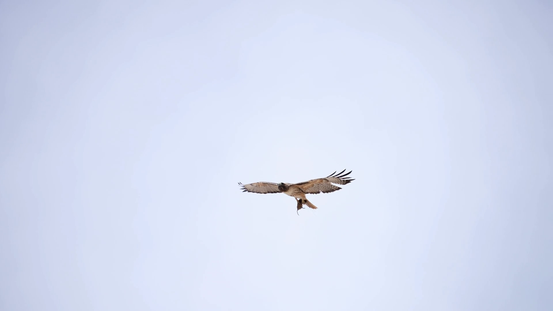 Red-tailed Hawk Holding Rodent Caught Flying Stock Footage SBV ...