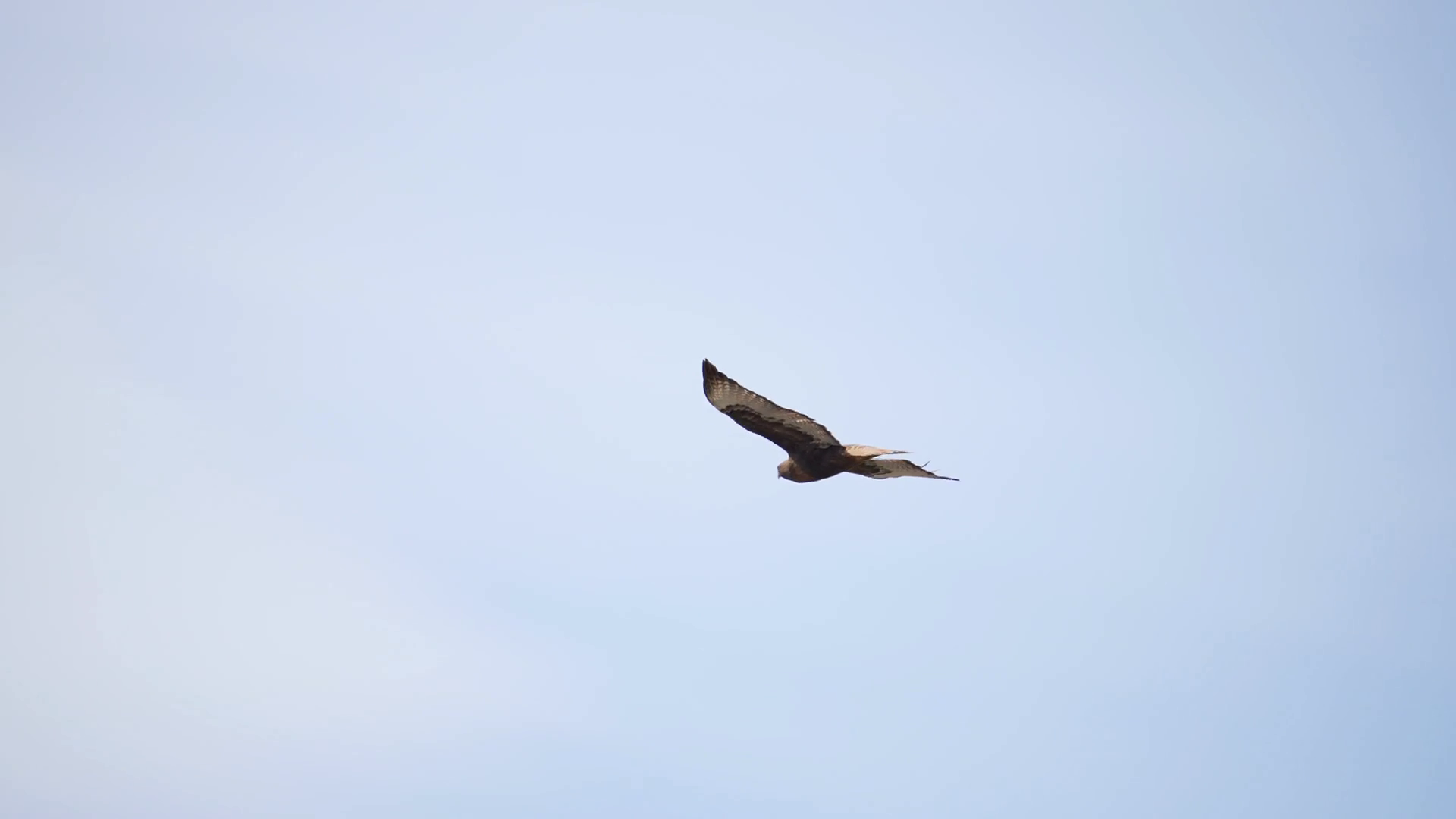 Red-tailed Hawk Gliding Through Sky Hunting Stock Footage SBV-348412318 ...