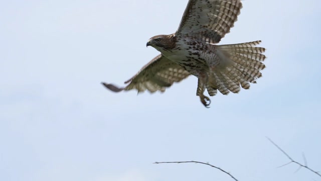 Bird Taking Flight Stock Footage: Royalty-Free Video Clips - Storyblocks