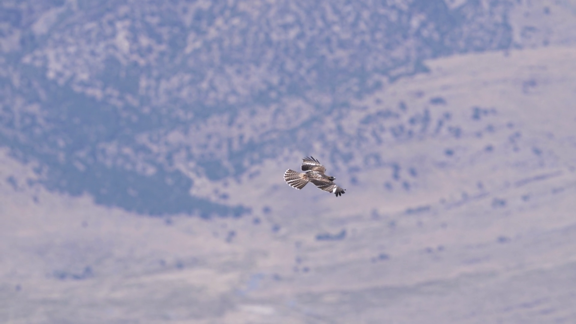 Red-tailed Hawk Gliding In Sky In Utah Stock Footage SBV-352459722 ...