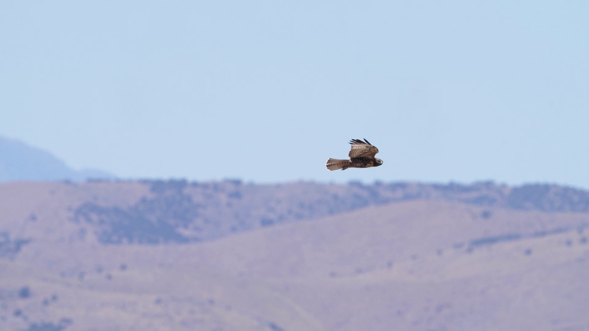 Red-tailed Hawk Gliding In Sky In Utah Stock Footage SBV-352459727 ...