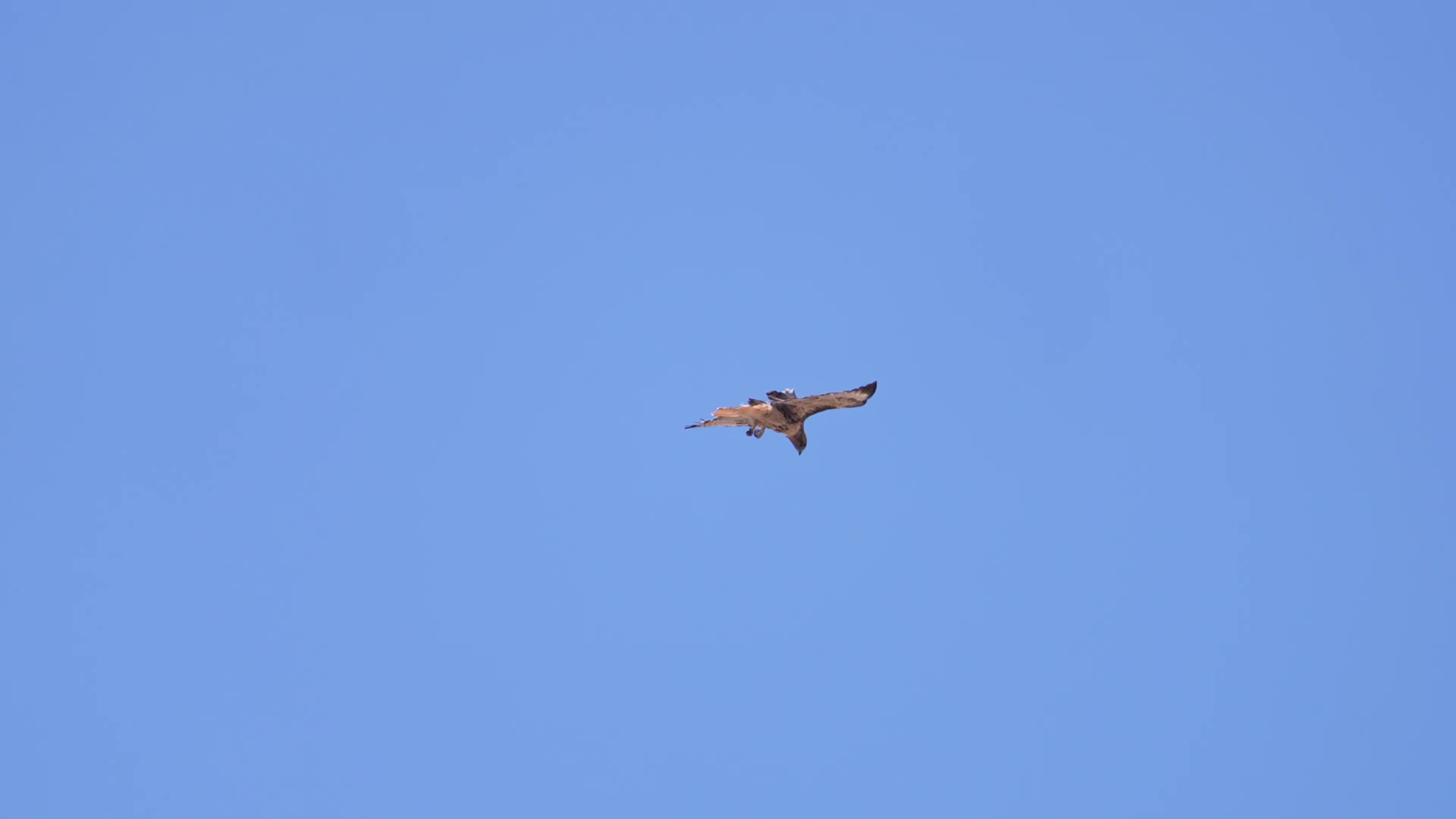 Red-tailed Hawk Circling Blue Sky Over Utah Stock Footage SBV-352459734 ...