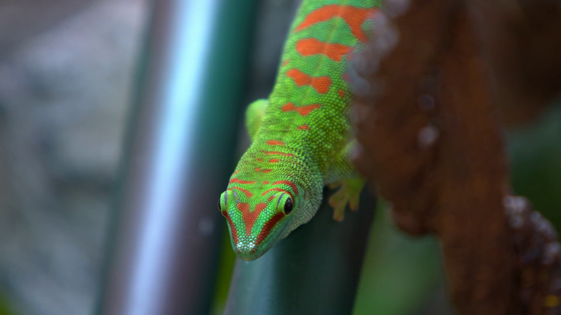 Giant Day Gecko Licking Fruit From Finger Stock Footage SBV-348571678 ...