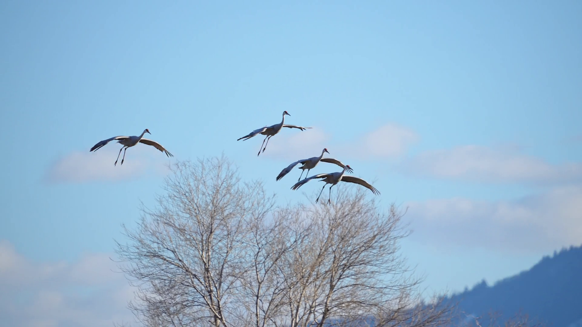 Flock Of Sandhill Cranes Gliding In To Land Stock Footage SBV-348737810 ...