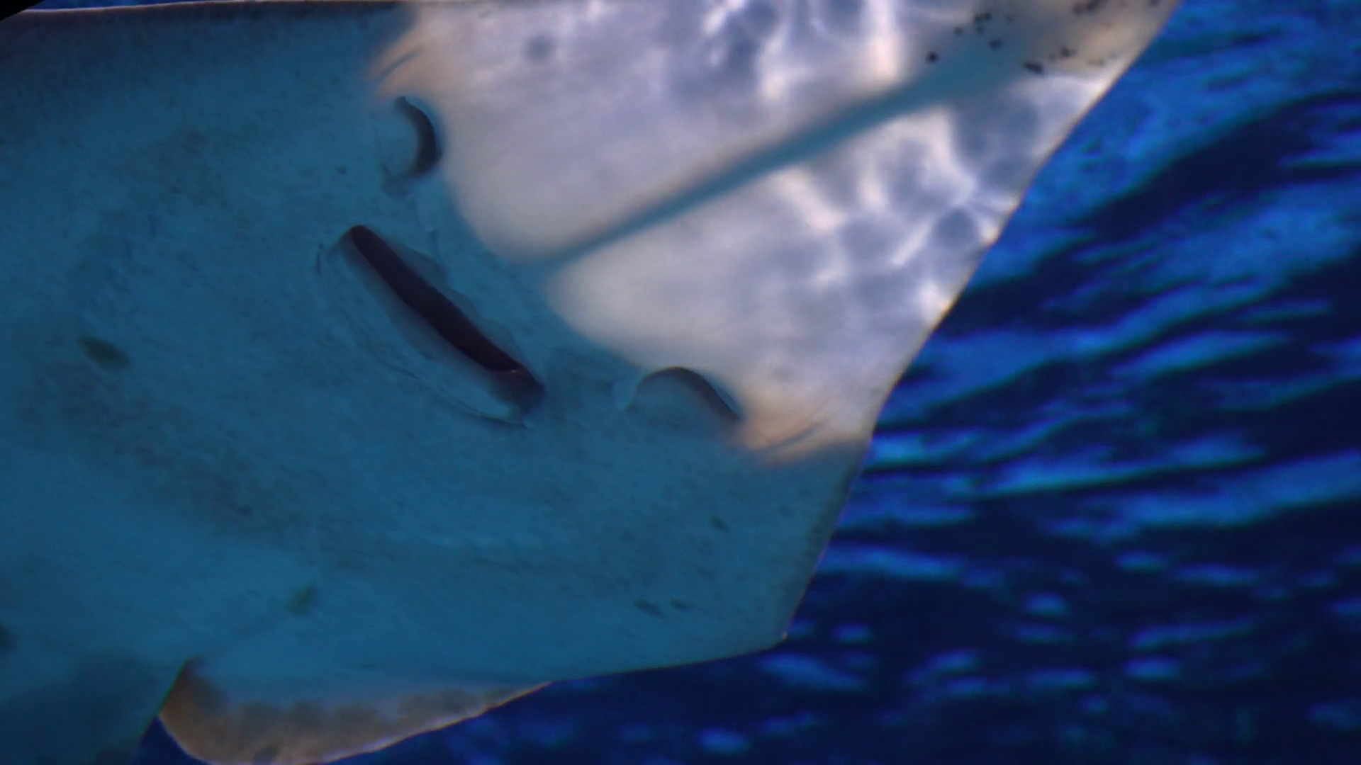 Shovelnose Guitarfish From Underside Swims Stock Footage SBV-348557016 ...