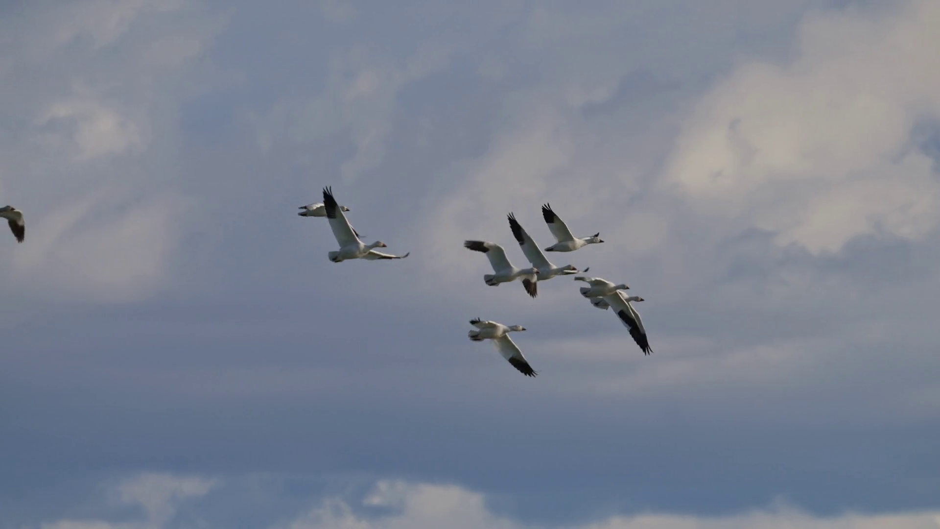 Snow Geese Flying Through Sky In Slow Motion Stock Footage SBV ...