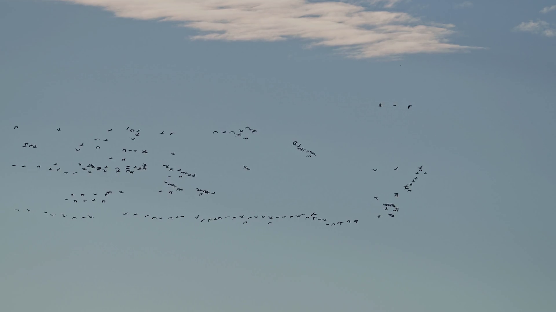 Flock Of Snow Geese Flying Through Blue Sky Stock Footage SBV-348840314 ...