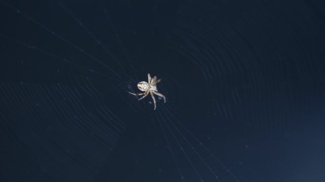 Spider Crawling On Screen Stock Footage: Royalty-Free Video Clips ...