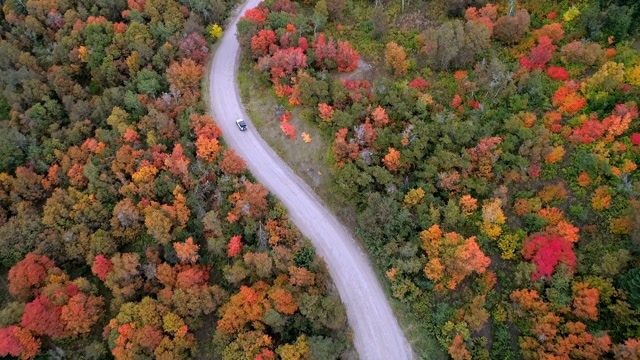 Forest Loop Stock Footage Royalty Free Video Clips Storyblocks