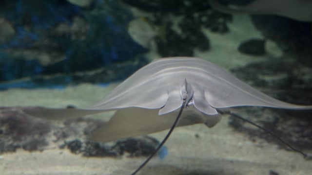 Sting Ray Stock Footage: Royalty-Free Video Clips - Storyblocks