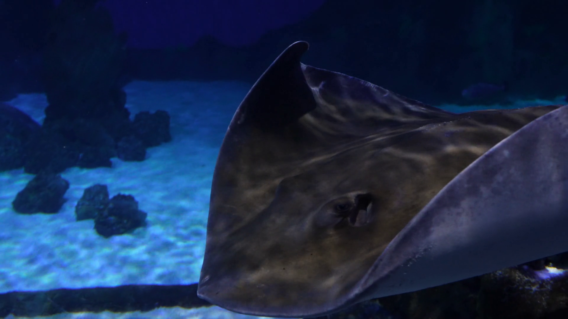 Stingray Swimming Showing Underside At Stock Footage SBV-348557217 ...